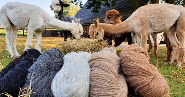 Alpakų vilnos siūlai